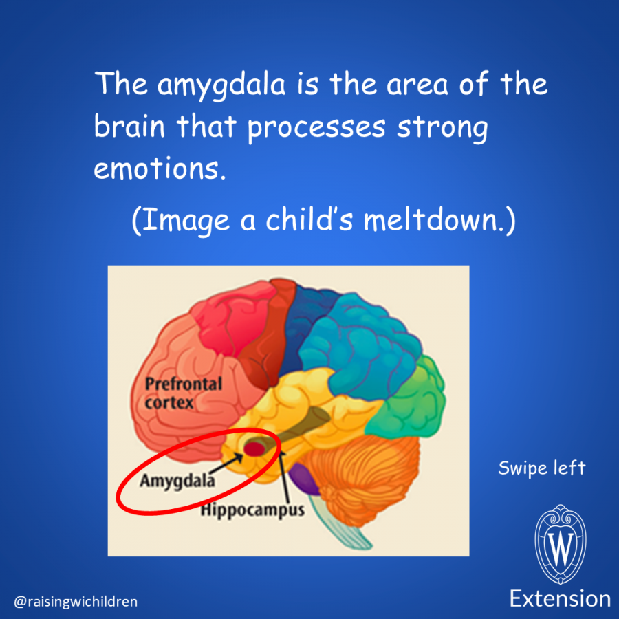 “Meltdowns” and Brain Science – Extension Racine County